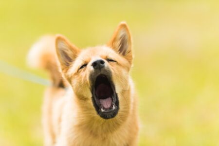 35 Most Common Dog Behaviors And Their Meanings Explained
