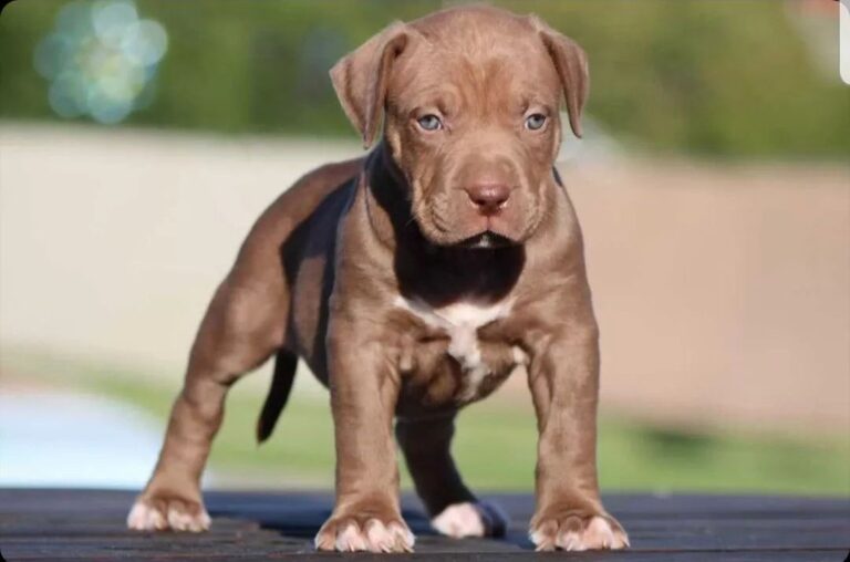 35 Most Common Dog Behaviors And Their Meanings Explained